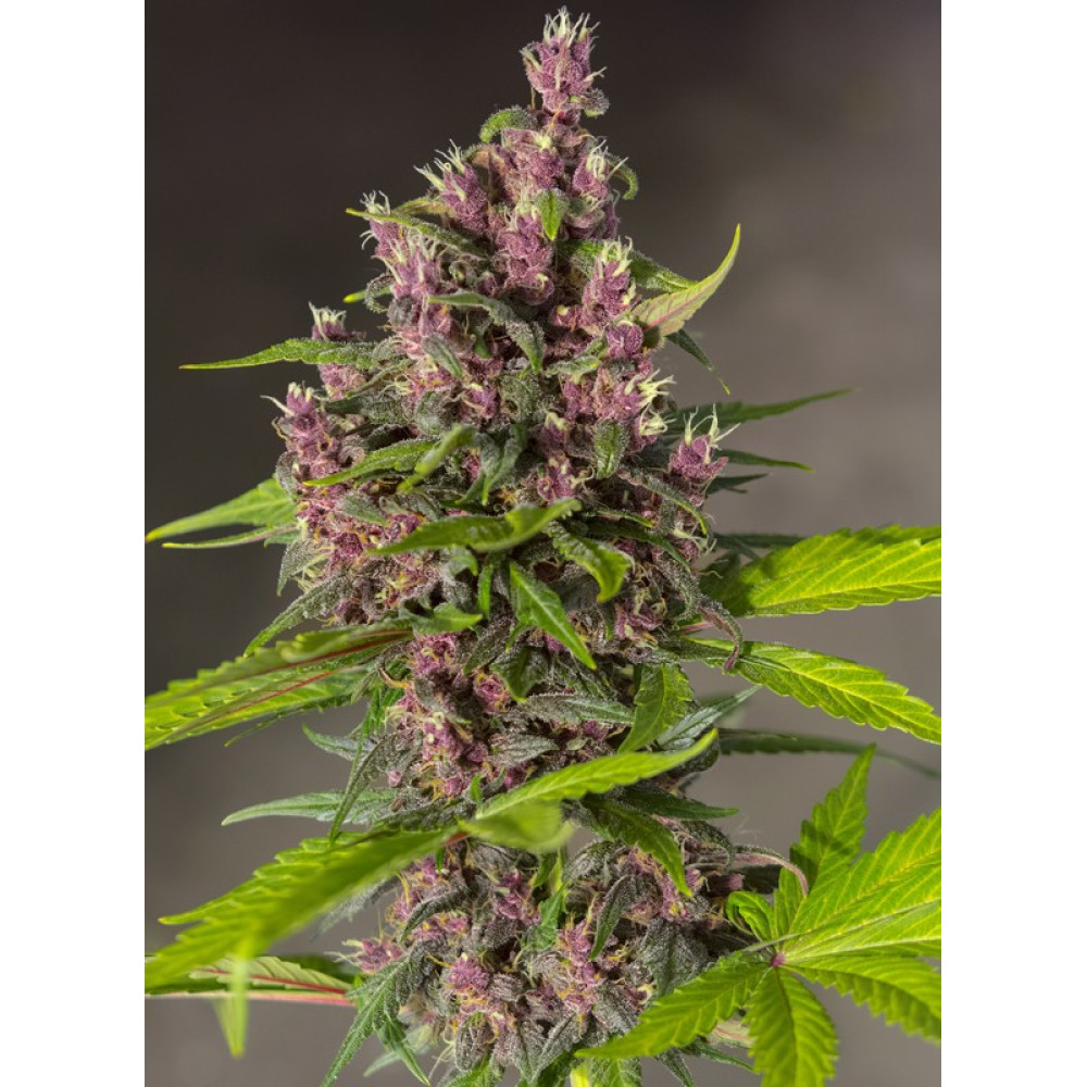 Bloody Skunk Auto (3 semena + 1 gratis), Sweet Seeds
